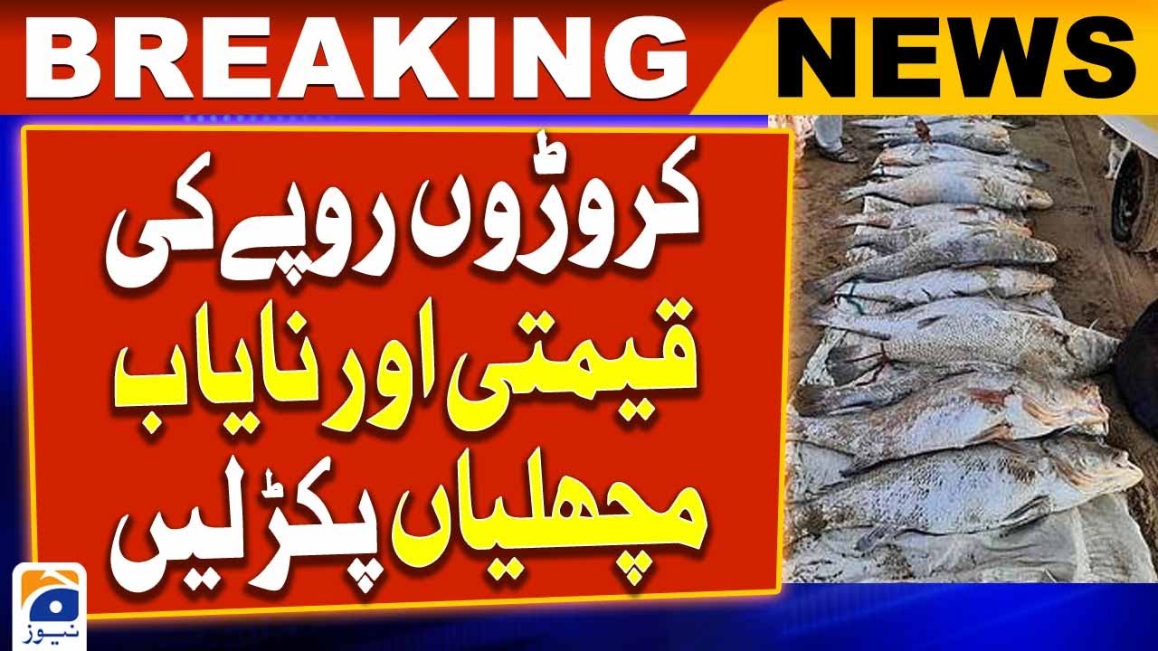 300 rare and valuable "Sawa" fishes were caught near Keti Bandar Port ...