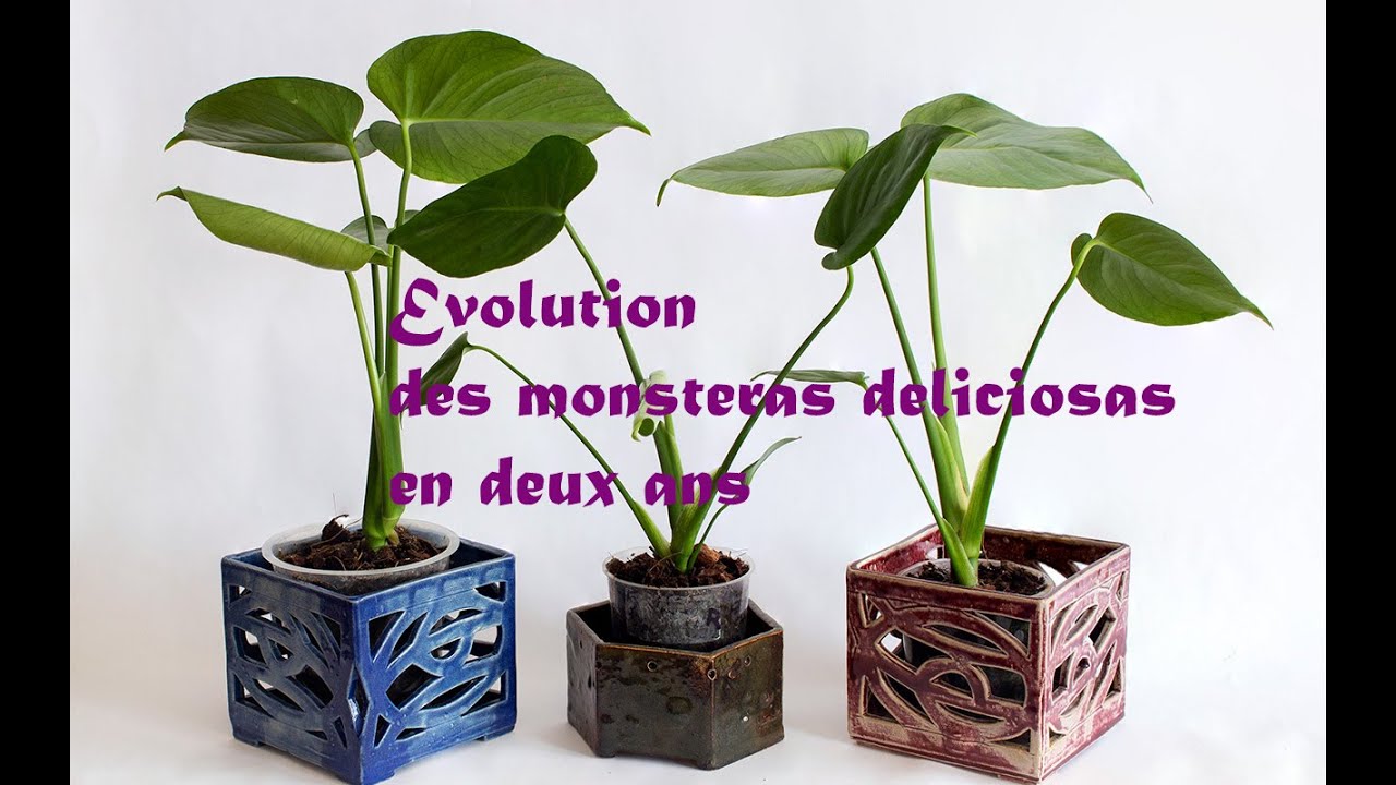 Evolution des monsteras en deux ans/comment avoir de grandes feuilles ...