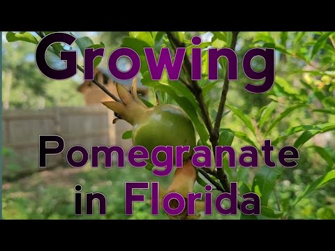 Growing pomegranate in Florida. - YouTube