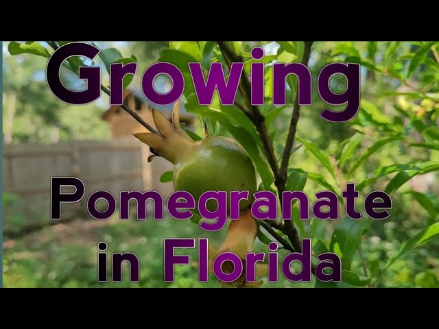 Growing Pomegranate Trees In Florida