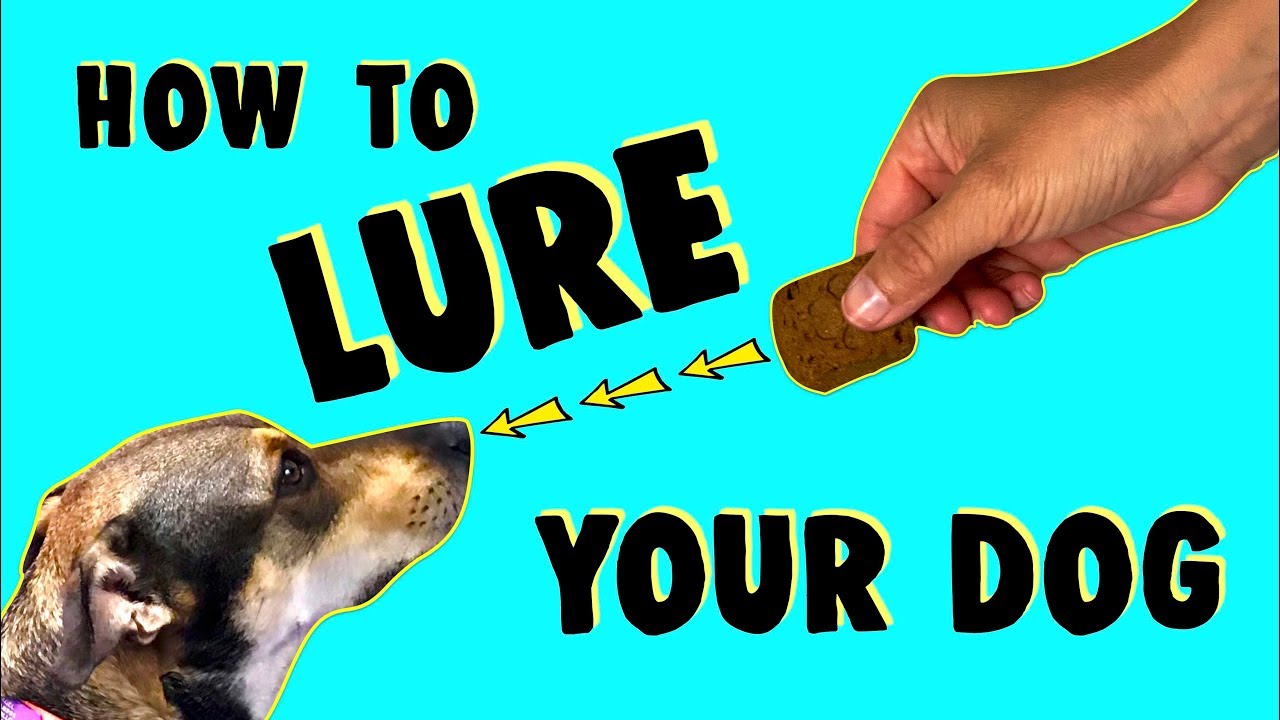 How To LURE Your Dog - Professional Dog Training - YouTube