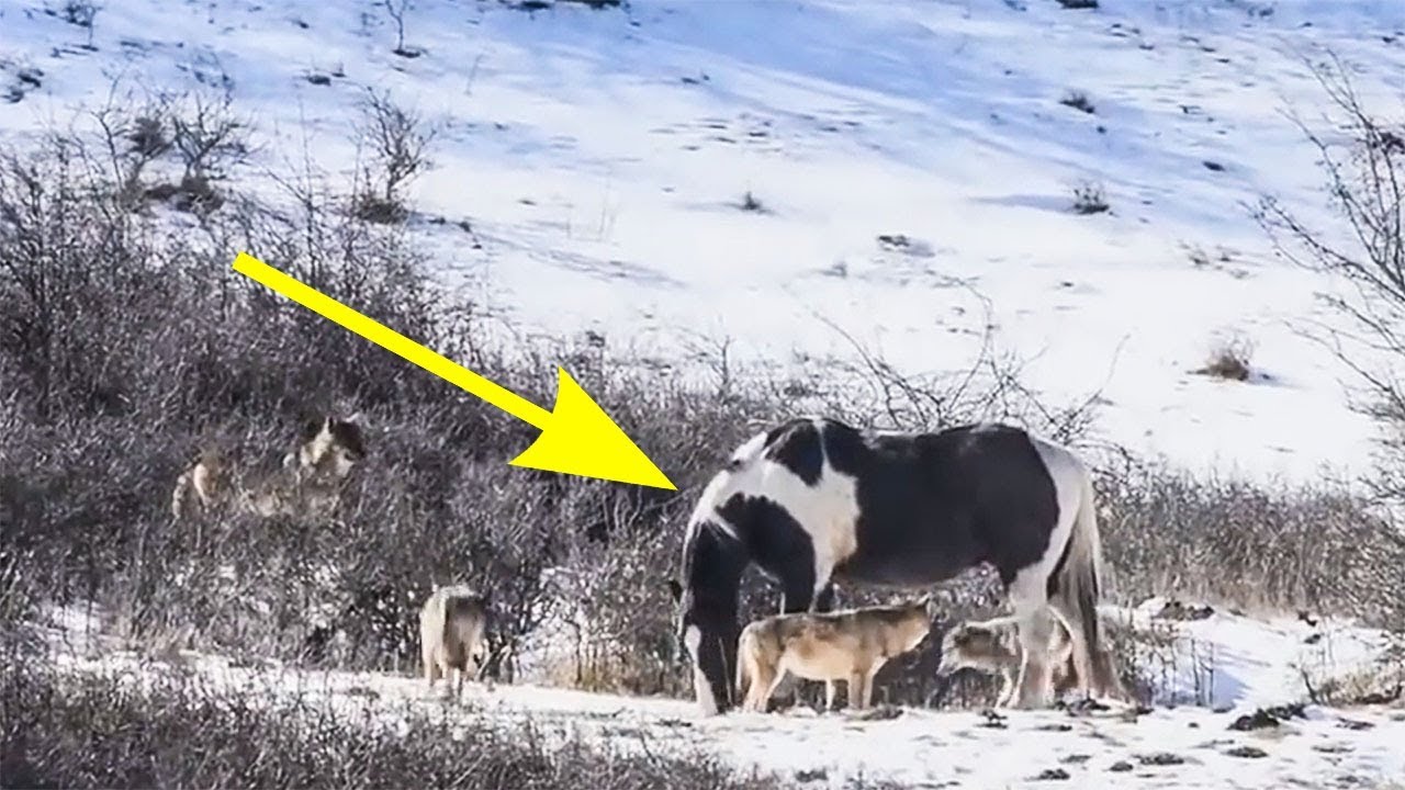 SIX WILD WOLVES TRAPPED THE HORSE BUT THEN IT DID SOMETHING INCREDIBLE ...