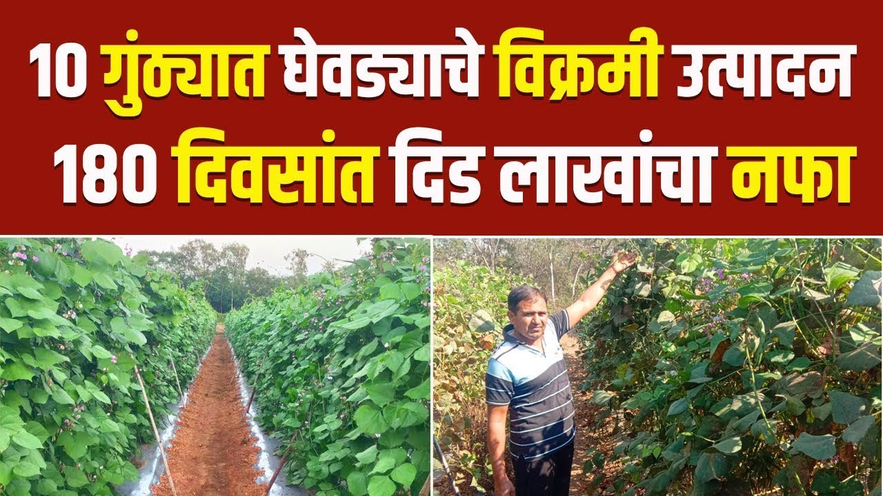१० गुंठ्यात घेवड्याचे विक्रमी उत्पादन, कमी खर्चात घेतला लाखोंचा नफा ...