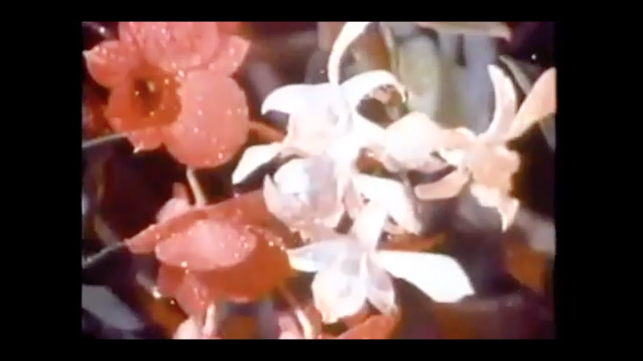 Flo Brown "Cambodia" [First Look] - YouTube