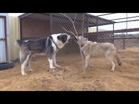 Alabai dog vs Wolf 🐺 | Алабай против Волка 🐺 #волк #wolf #alabay 