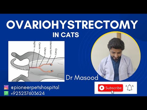 Ovariohysterectomy - Watch As A Cat Goes Under The Knife For A Spay ...