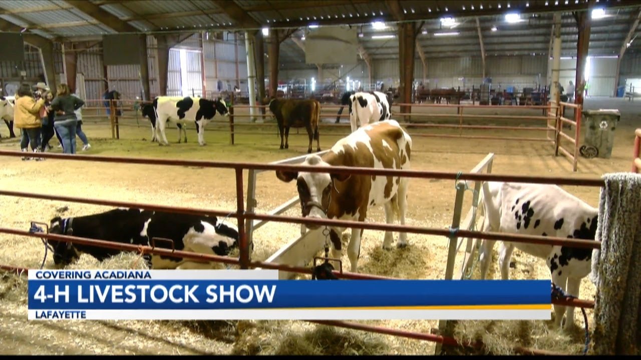 Blackham Coliseum hosts annual 4-H Livestock Show - YouTube