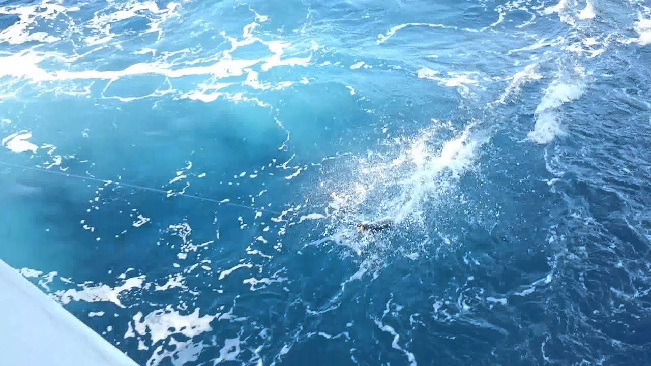 Tuna fish, Gibraltar strait May2015 m/v "Fiorano" - YouTube
