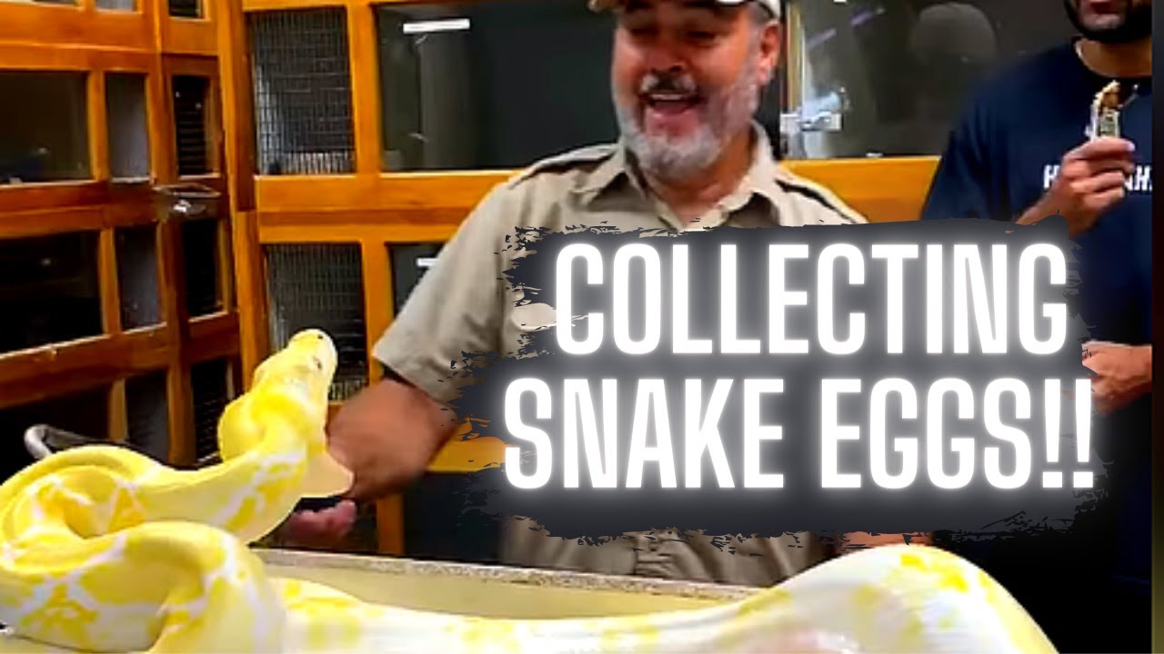 Collecting Snake Eggs! (Snake Attacks!) - YouTube