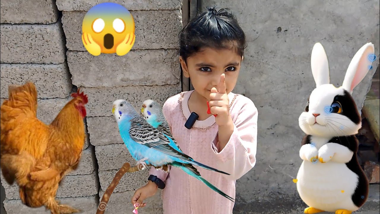 Airafatimavlog Aira Mini Bird Zooo k 🥳🐰🐓🐦🌹 - YouTube