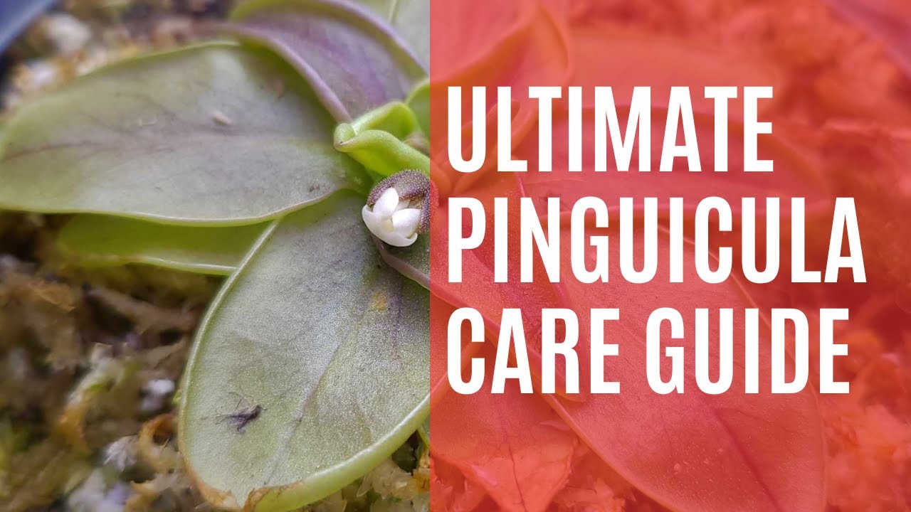 Pinguicula Care Guide: Everything You Need To Know about Pinguiculas ...