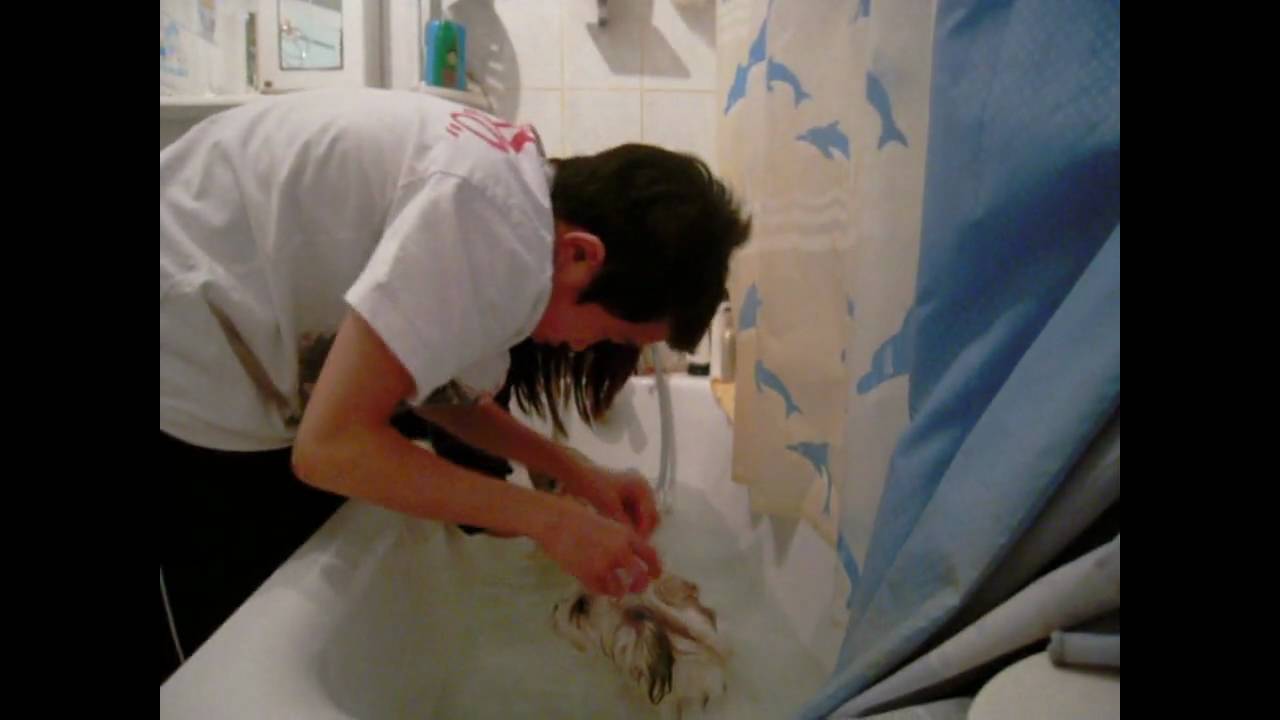 Reminiscing Crystal My Puppy - YouTube