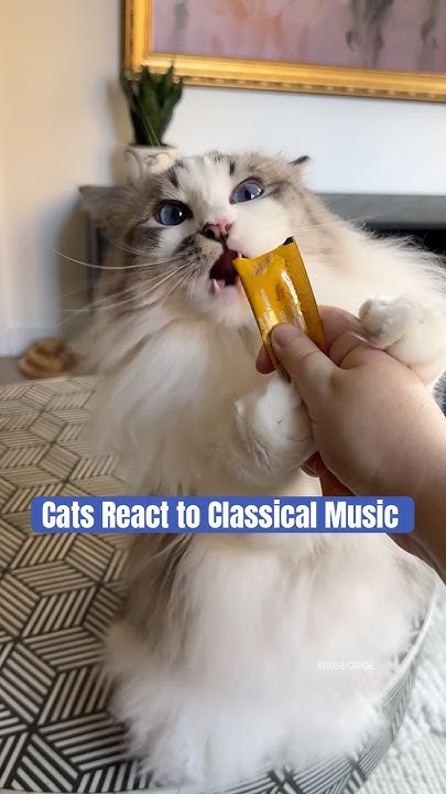 Cats React to Classical Music #catenrichment #ragdolls #cat - YouTube