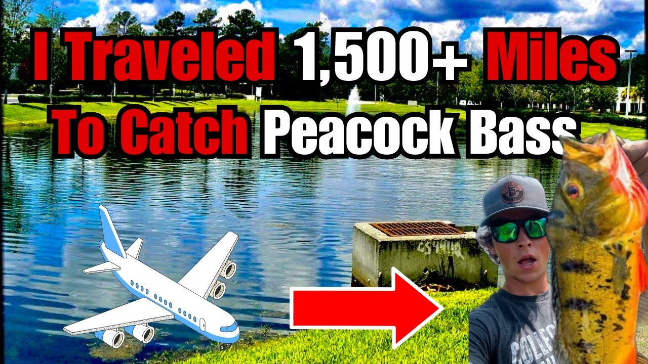 Peacock Bass Fishing in Florida- (INSANE Action) - YouTube