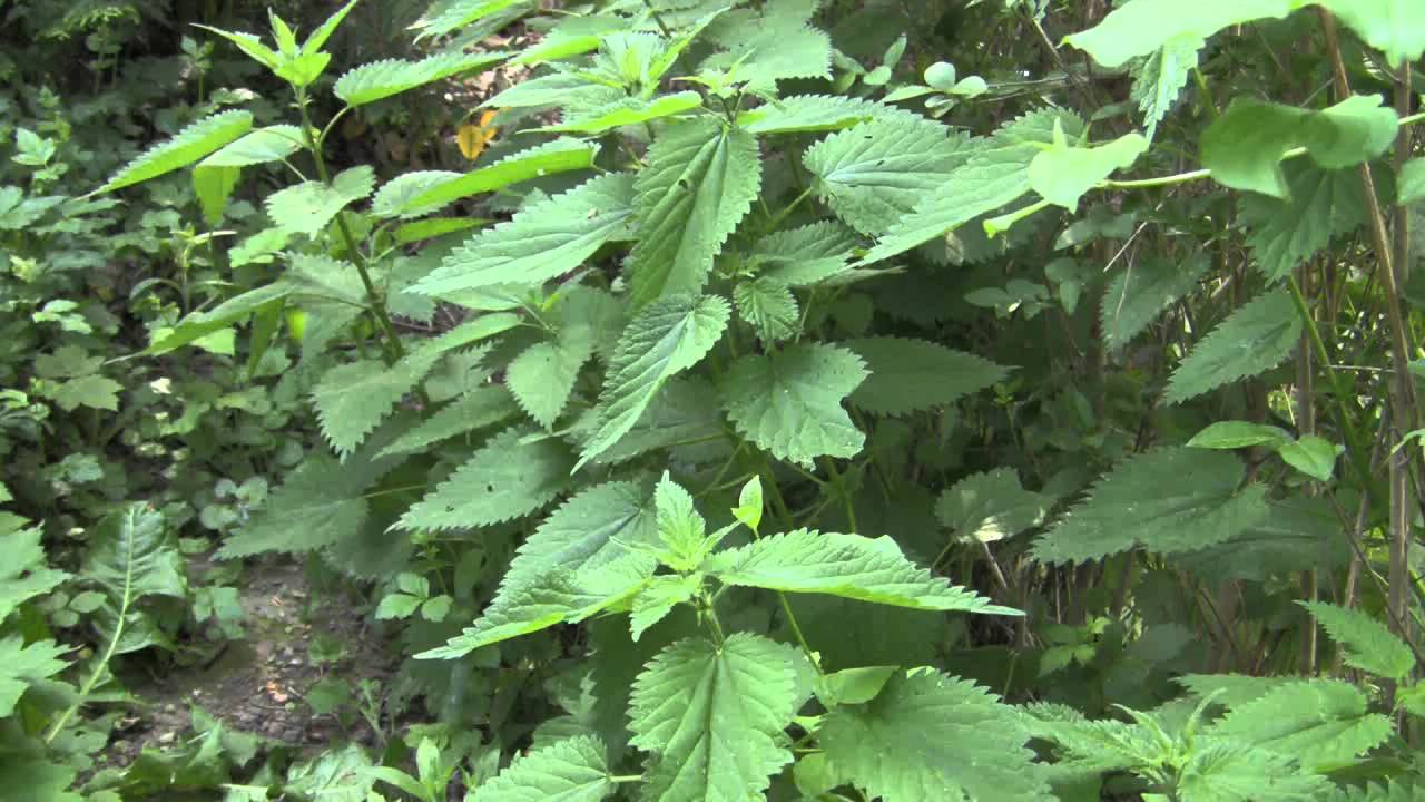 NETTLES AND DOCK LEAVES - YouTube