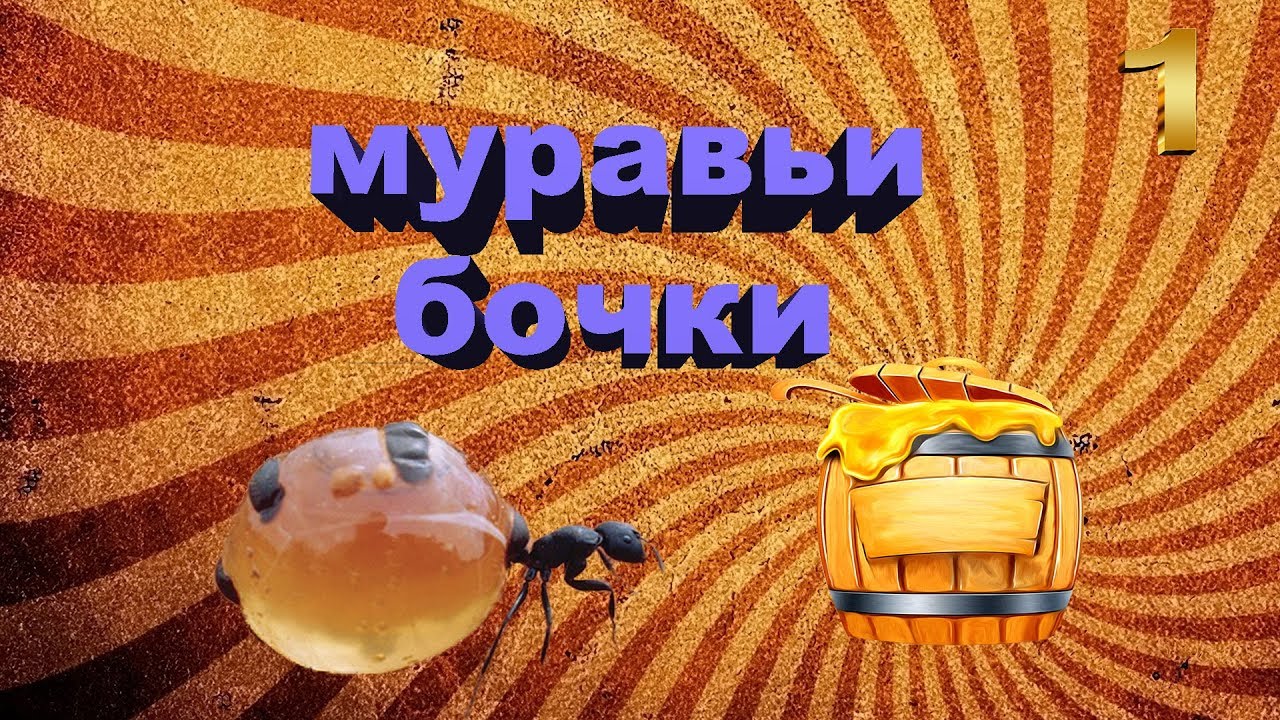 МУРАВЬИ БОЧКИ🏮Proformica mongolica🐜 - YouTube