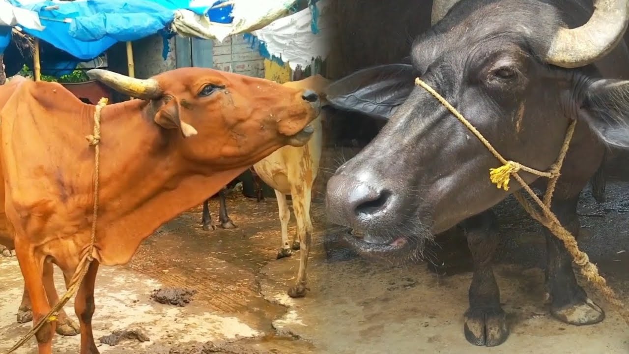 Cow and buffalo video #village #cow #baffalo #sound #animals #cute # ...