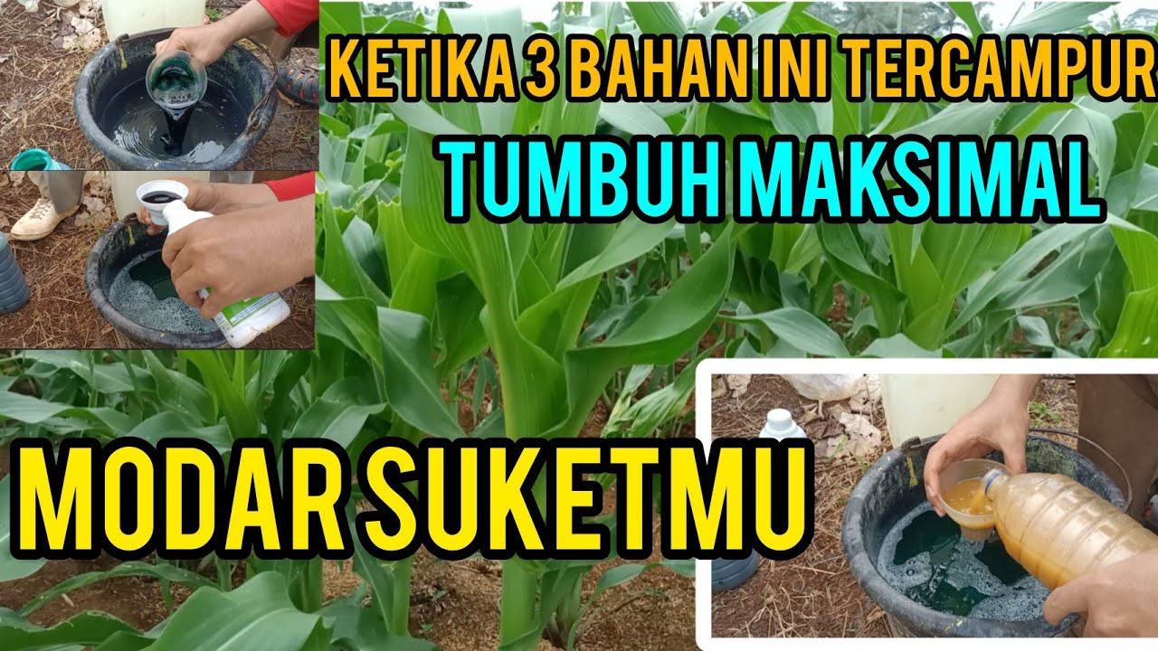 PENTING BANGET !!! CARA MEMBASMI RUMPUT JAGUNG UMUR 34 HARI - YouTube
