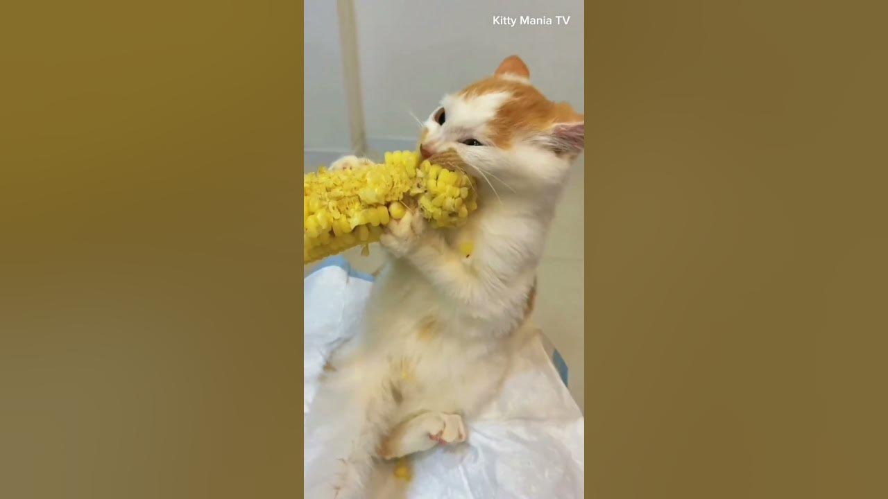 Funny Cat Compilation Shorts 1 Youtube