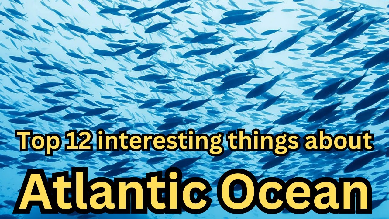 Top 12 interesting things about Atlantic Ocean | Marine Life - YouTube