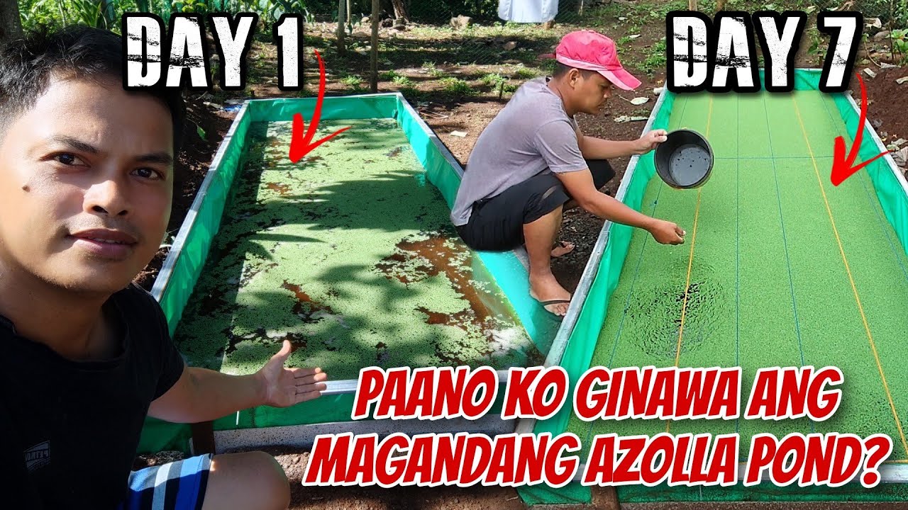 PAANO KO GINAWA ANG MAGANDANG AZOLLA POND? AZOLLA FARMING IN THE ...