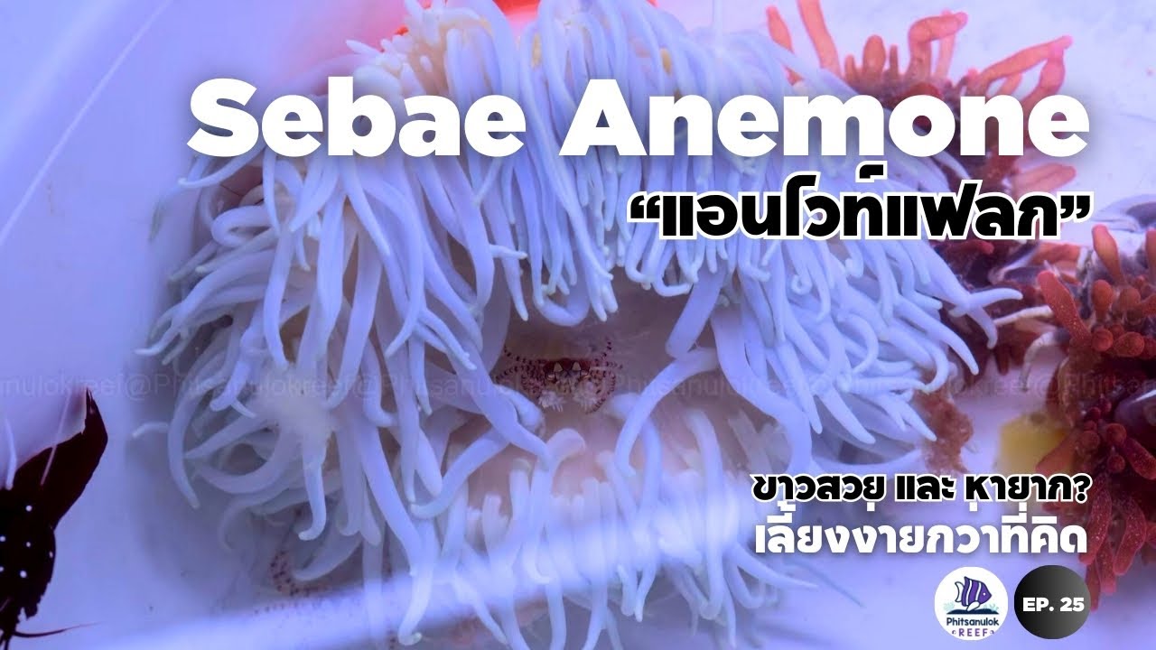 EP 25: แอนไวท์แฟก (Sebae Anemone)🌊 แอนมอนยอดนิยม ที่ทั้งสวย และเป็นบ้าน ...