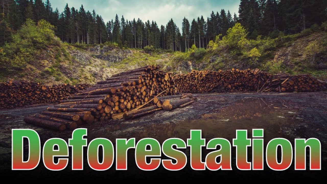 Deforestation | Causes and Effects | Video for Kids - YouTube