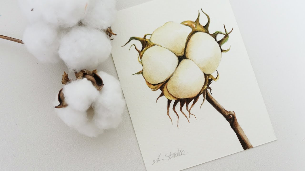 How to draw a cotten plant / 목화 그림 그리기 - YouTube