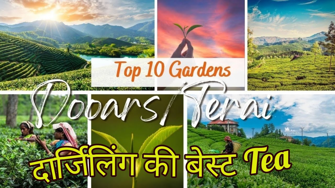 Top 10 Tea Garden of Dooars & Terai | Chai Guru | #teagarden #chai ...