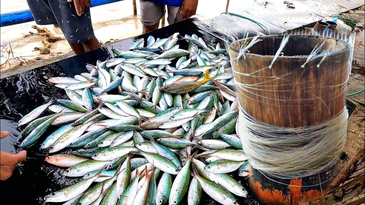 Mabisang panghuli ng isdang dalagang bukid | Sabiki Fishing Tutorial ...