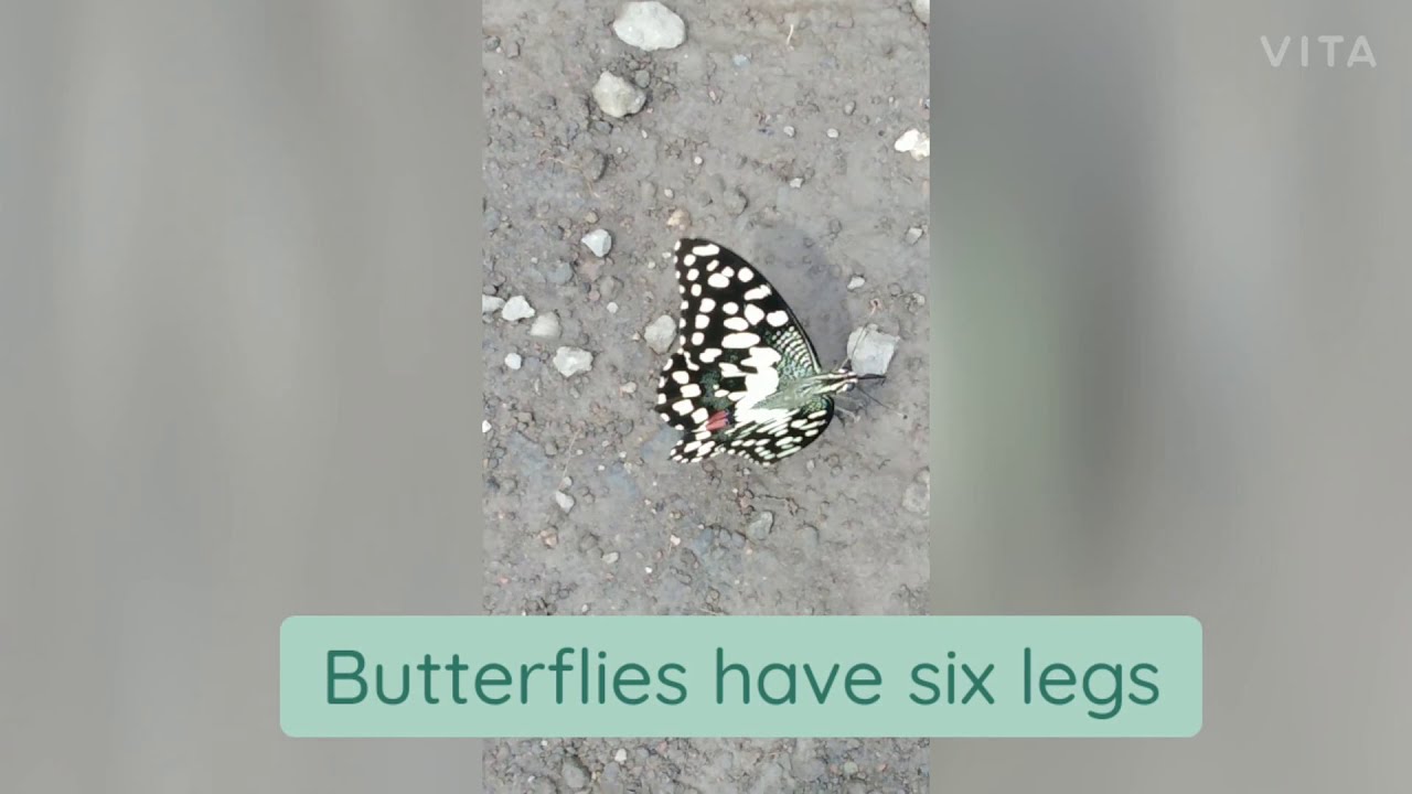 Facts About Butterflies 🦋 - Secret Nature | Butterfly Documentary - YouTube