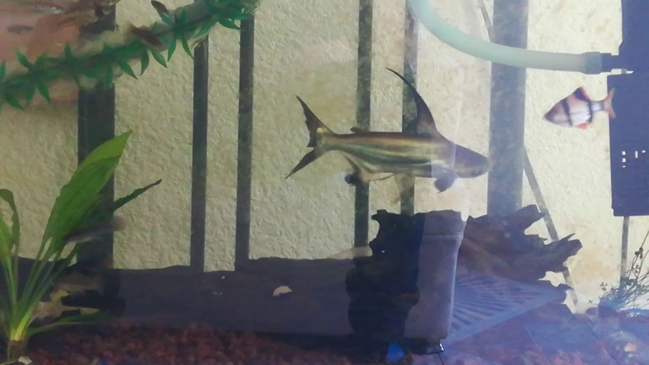 Tiburón paroon o tailandes - YouTube