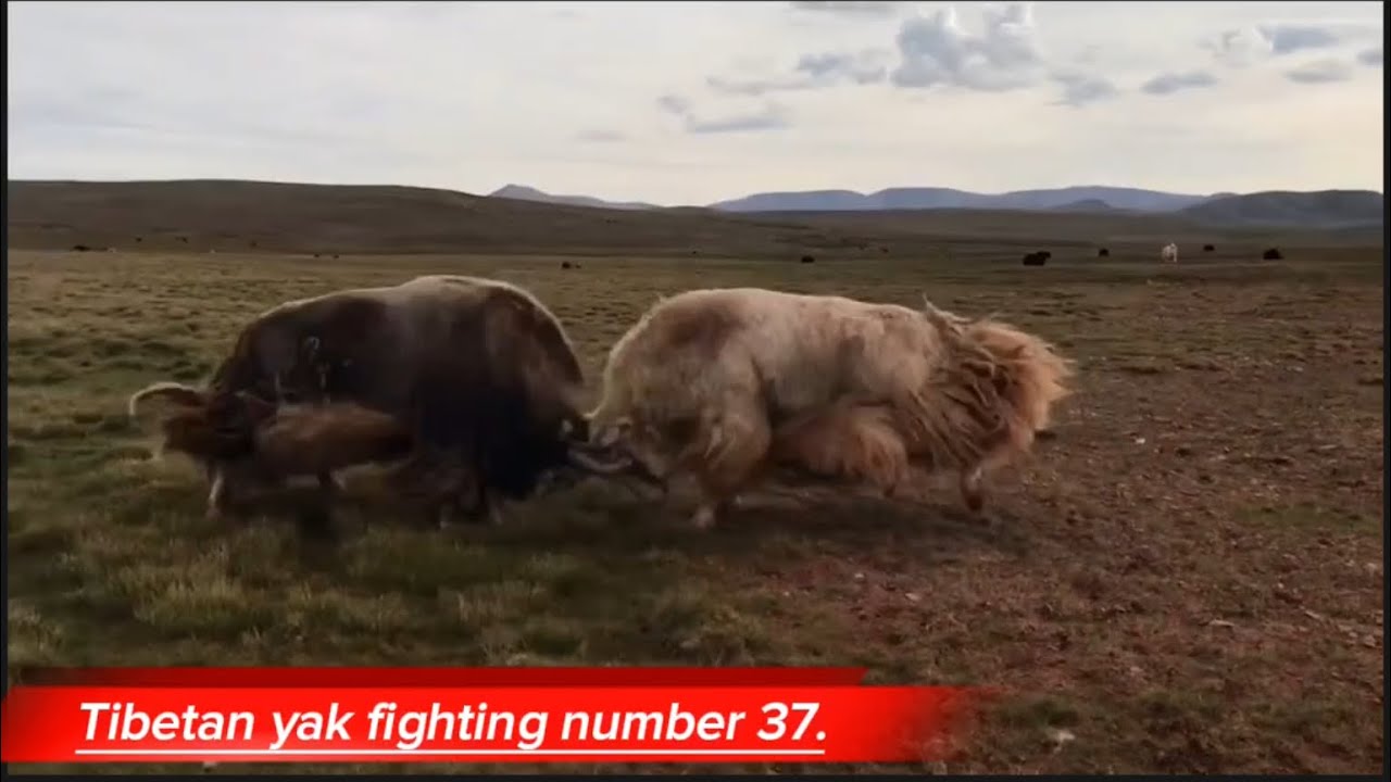 Tibetan yak fighting n37. - YouTube