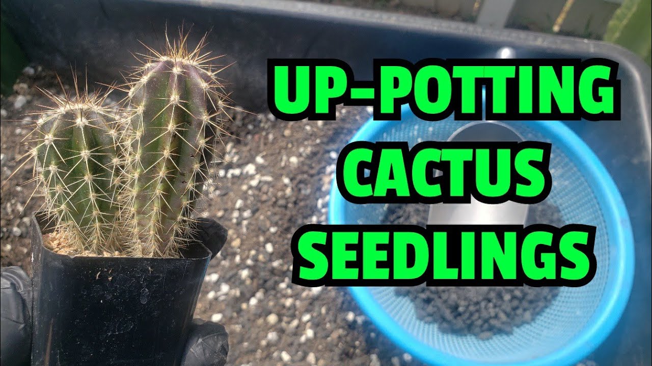Up-potting cactus seedlings - YouTube