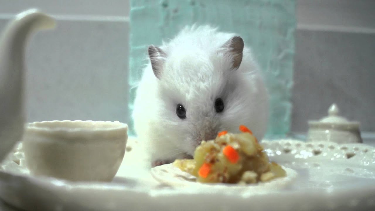 Cooking for hamster - YouTube