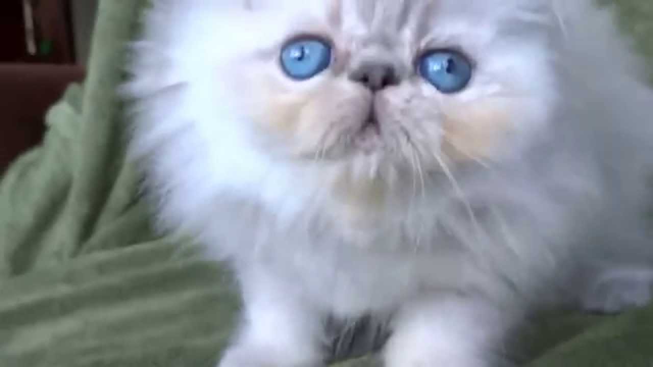 FILHOTE DE GATO PERSA HIMALAIO - YouTube