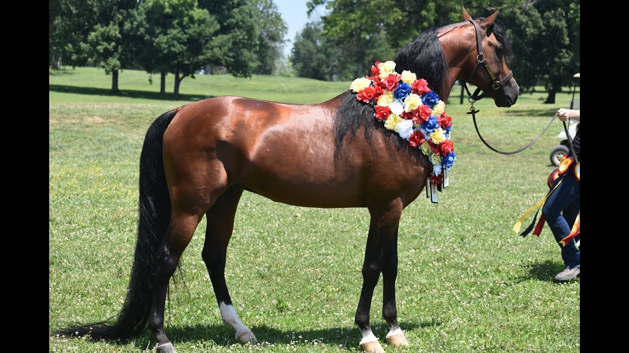 Diamonds Afire++++// National Champion Arabian Stallion - YouTube