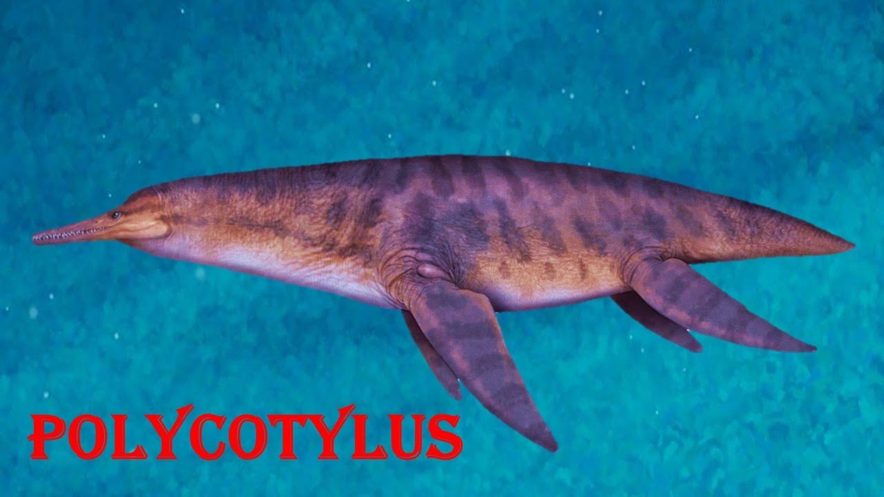 polycotylus - YouTube