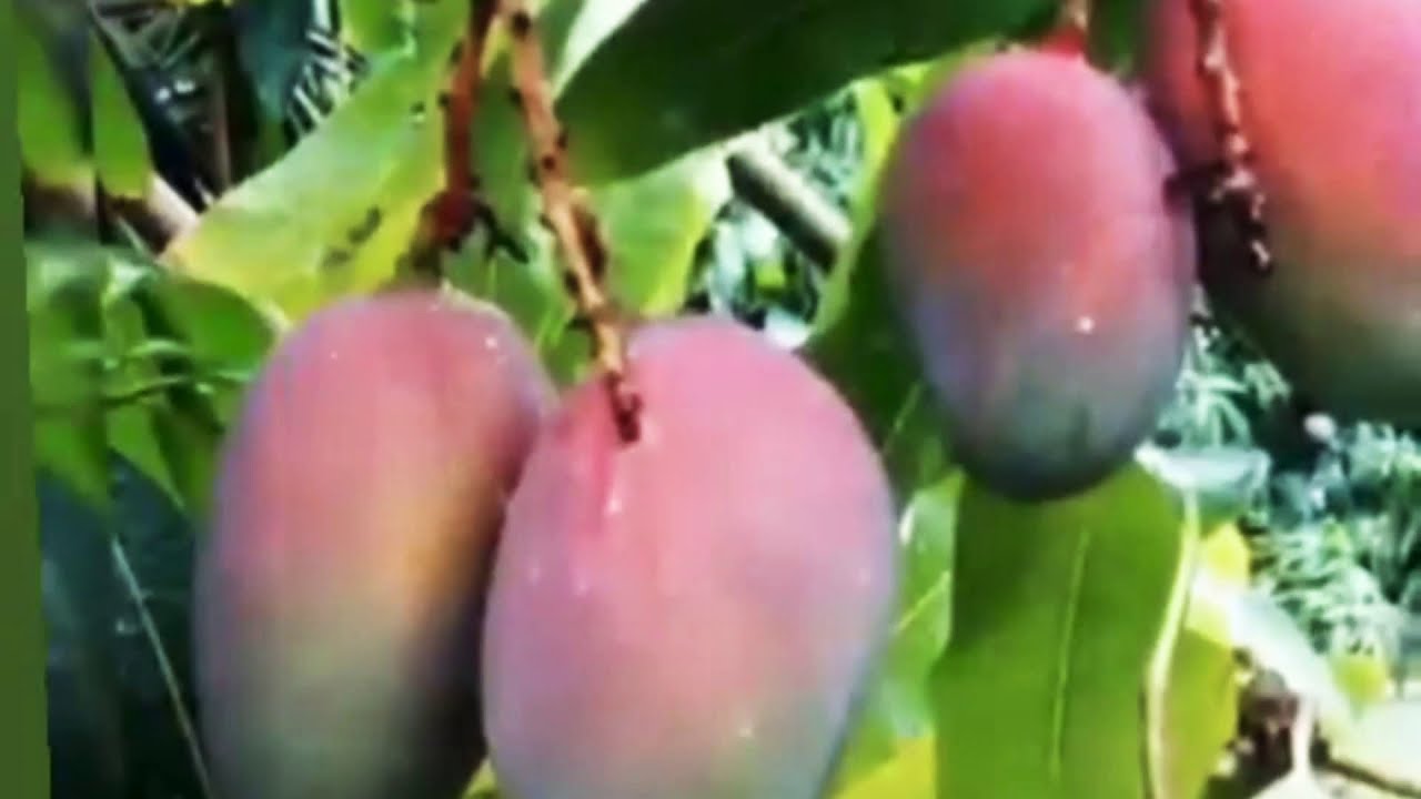 Mango season in ukambani | Gold in kamba land | Wakolw'a ukoka | kamba ...