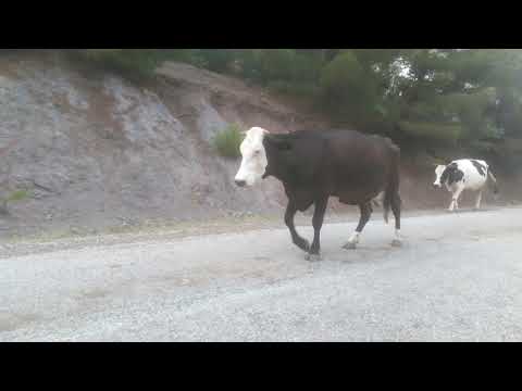 Yolda yürüyemeyen  inekler