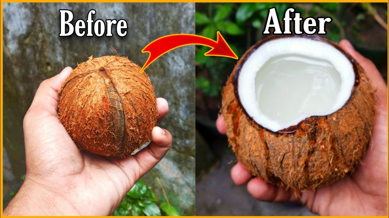 How to open a coconut || open a dry coconut || open a coconut like a ...
