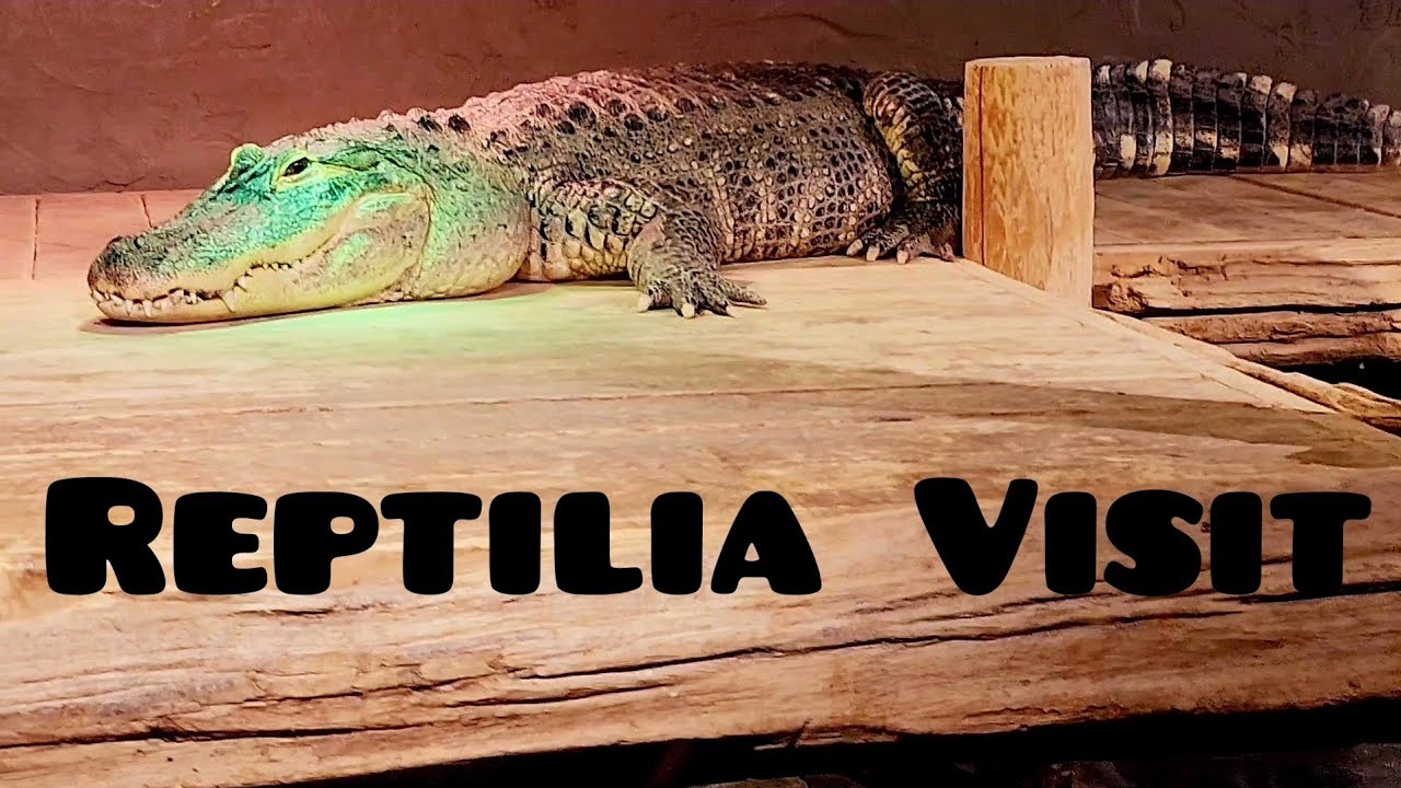 Reptilia Visit Toronto, Ontario #reptiles #reptile #reptilia - YouTube