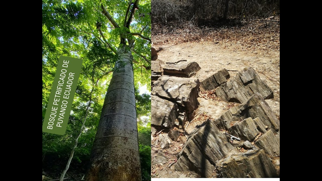Bosque Petrificado de Puyango y sus + de 100 MILLONES.....!!! _-_ En ...