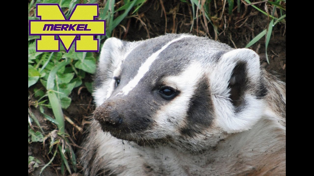 COUNTDOWN TO TWO-A-DAYS: The Merkel Badgers - YouTube