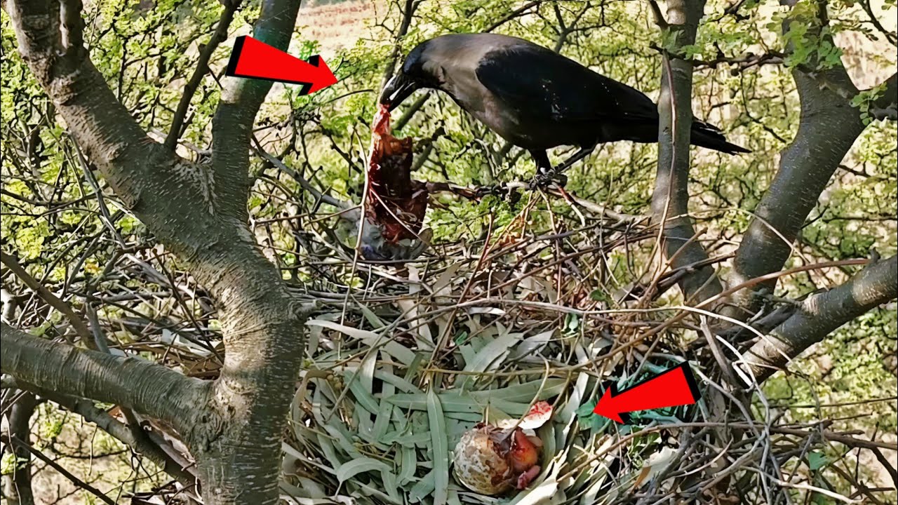 Indian crow attack on Eagle's nest @AnimalsandBirds107 - YouTube