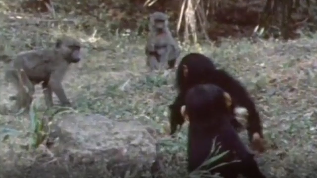 Chimpanzees vs Baboons - Baby Chimp vs Baby Baboon - YouTube
