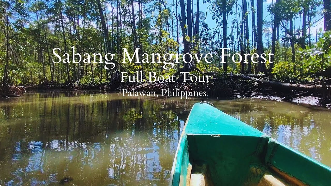 Importance of Mangrove Trees in Palawan (Sabang, Palawan Mangrove ...
