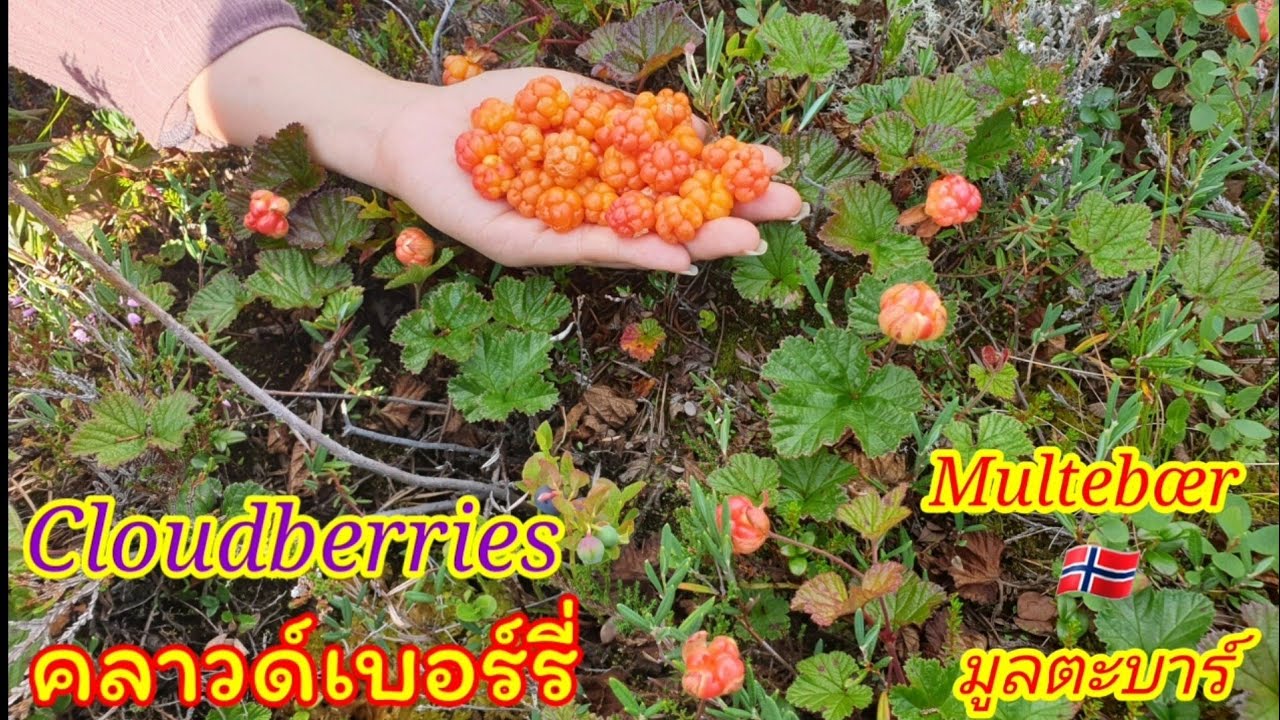 #เก็บคลาวด์เบอร์รี่ #ผลไม้ป่าหน้าร้อนนอร์เวย์ #Cloudberries in Norway # ...
