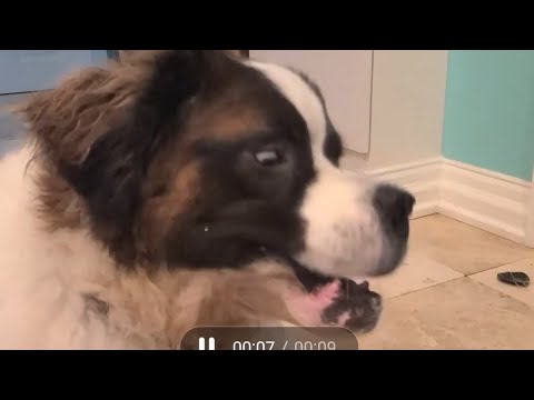 Saint Bernard catches snack slowmo