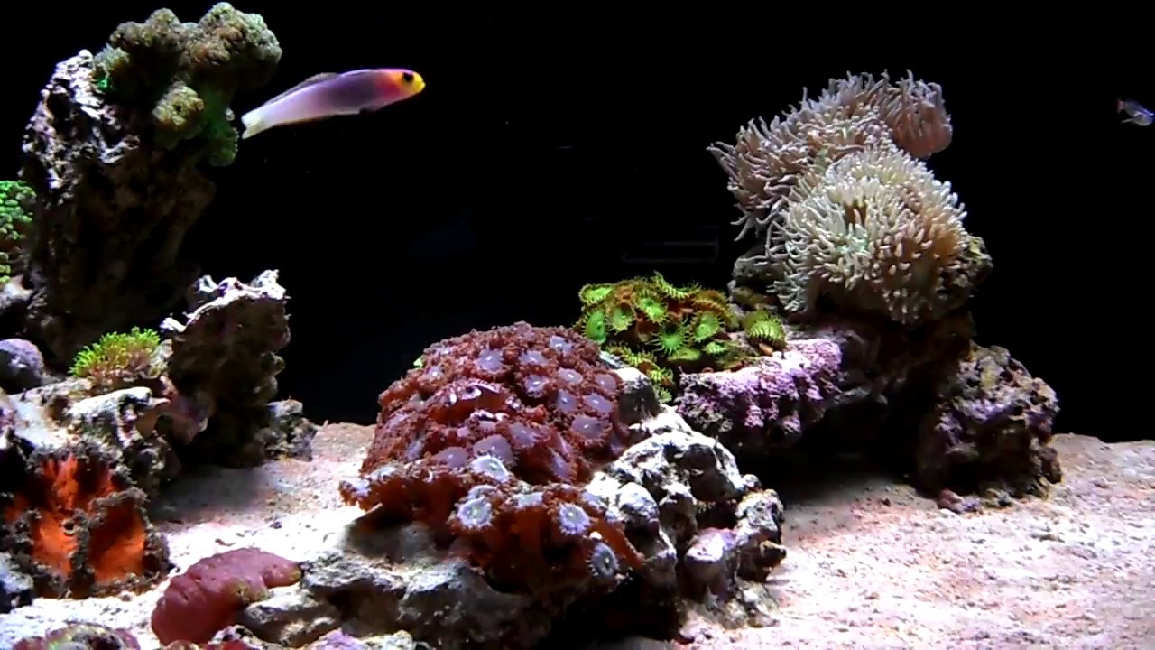 100 gallon reef aquarium. Aug 2017 update - YouTube